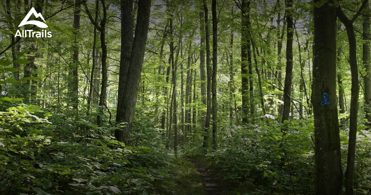 Die Besten Routen mit Botanischen Highlights in Au Sable State Forest ...