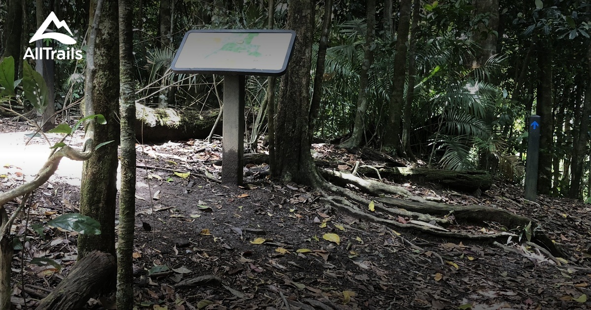 Best Trails in Mount Whitfield Conservation Park - Queensland ...