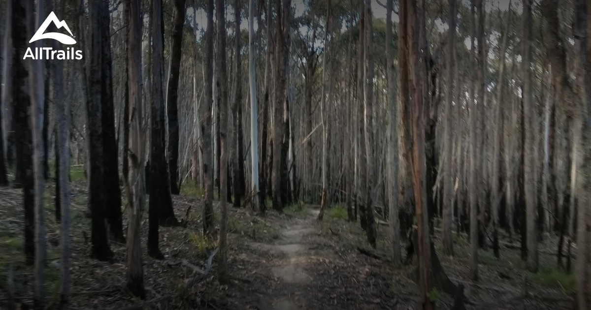 Best Trails in Wombat State Forest - Victoria, Australia | AllTrails