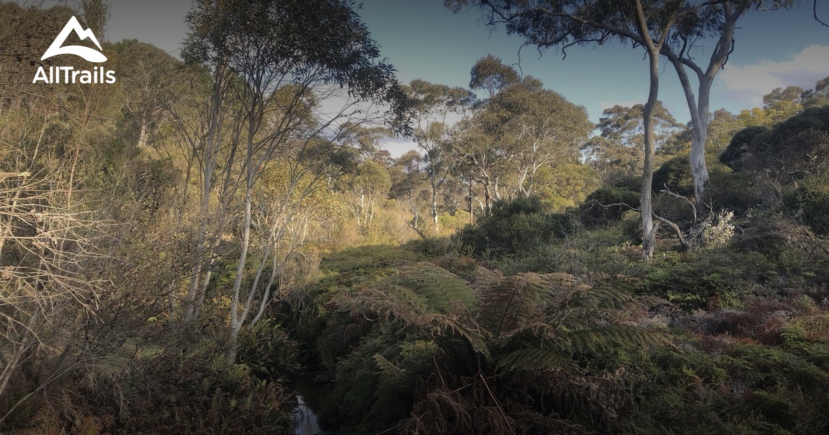 Best forest trails in Wilson Park | AllTrails