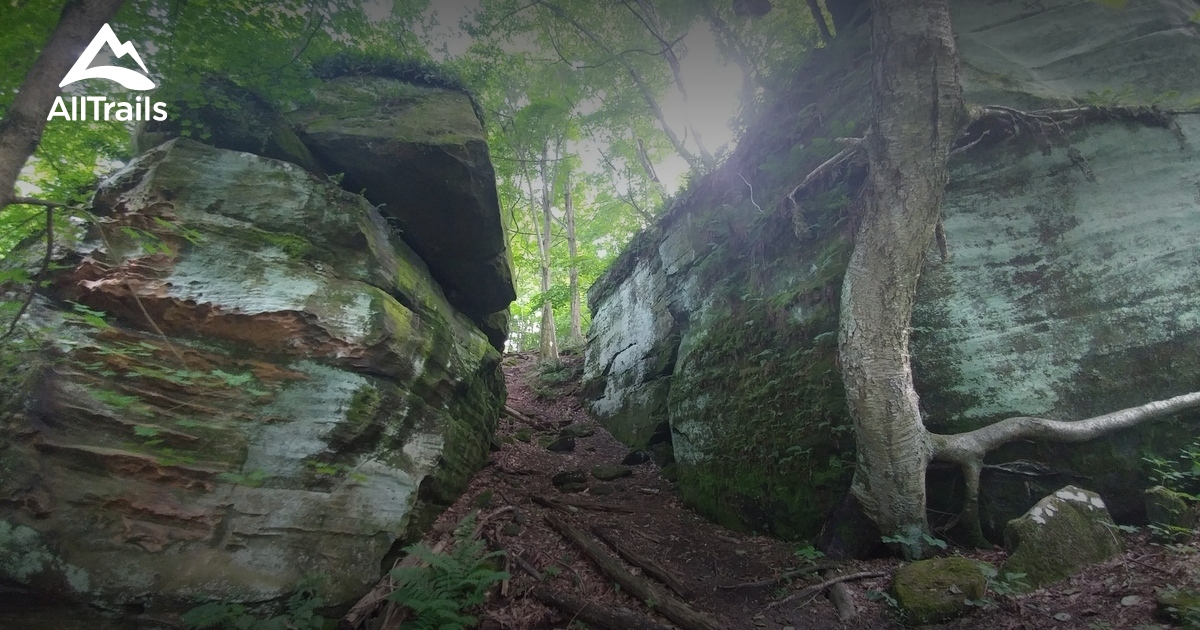 Best forest trails in Liberty Park Nature Area | AllTrails