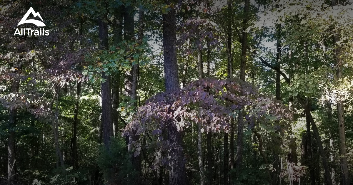 Best Trails in Tuttle Educational State Forest - North Carolina | AllTrails