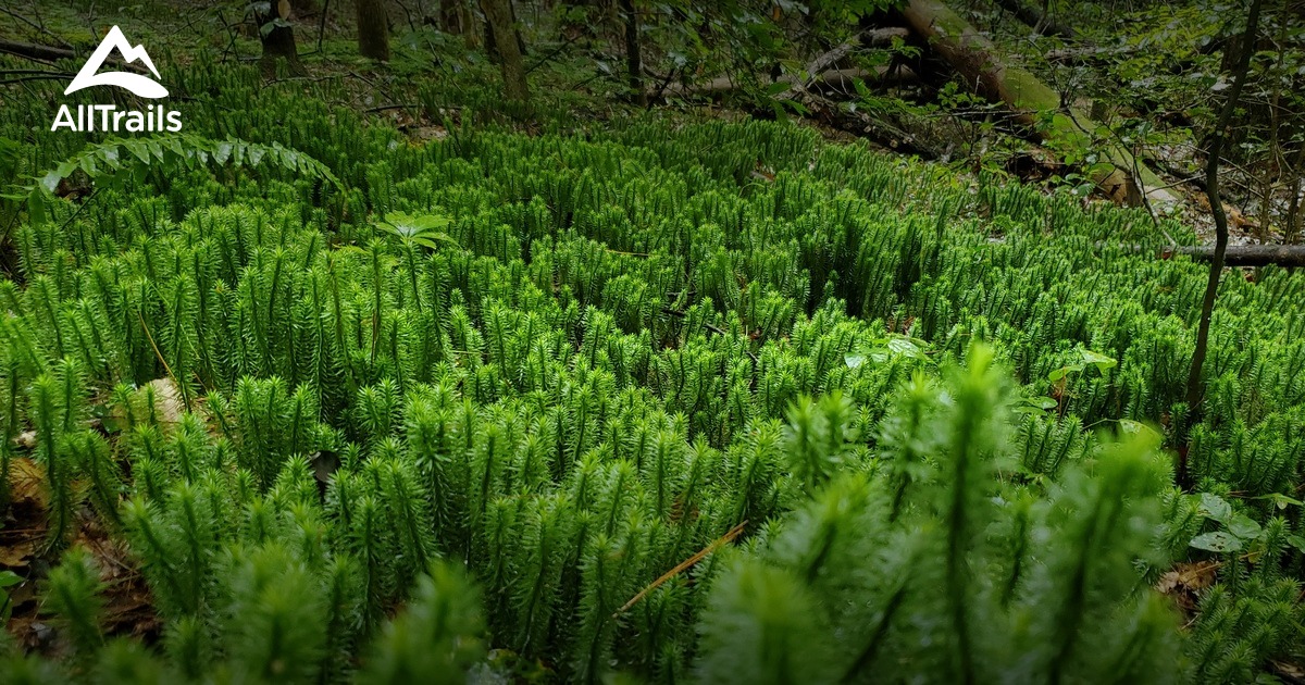 Best hikes and trails in Tuttle Educational State Forest | AllTrails