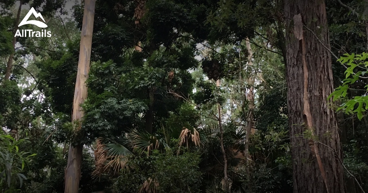 Best Trails in Cumberland State Forest - New South Wales, Australia ...