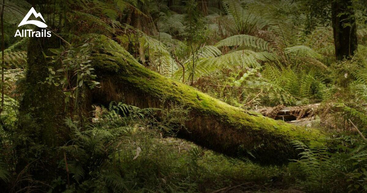 Best hikes and trails in Sassafrass Creek Nature Conservation Reserve ...