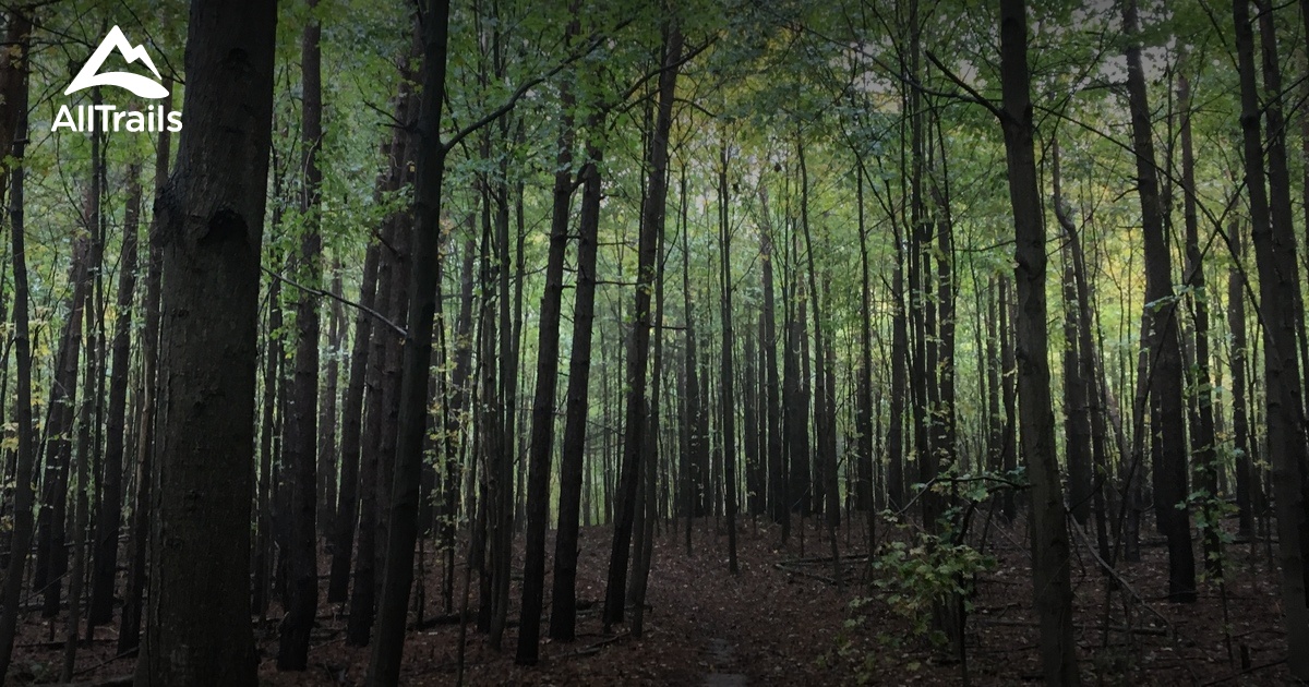 Best hikes and trails in Sandy Hills Regional Forest | AllTrails