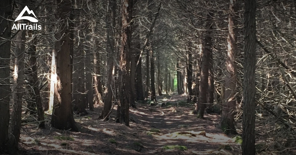 Best forest trails in Macauley Mountain Conservation Area | AllTrails