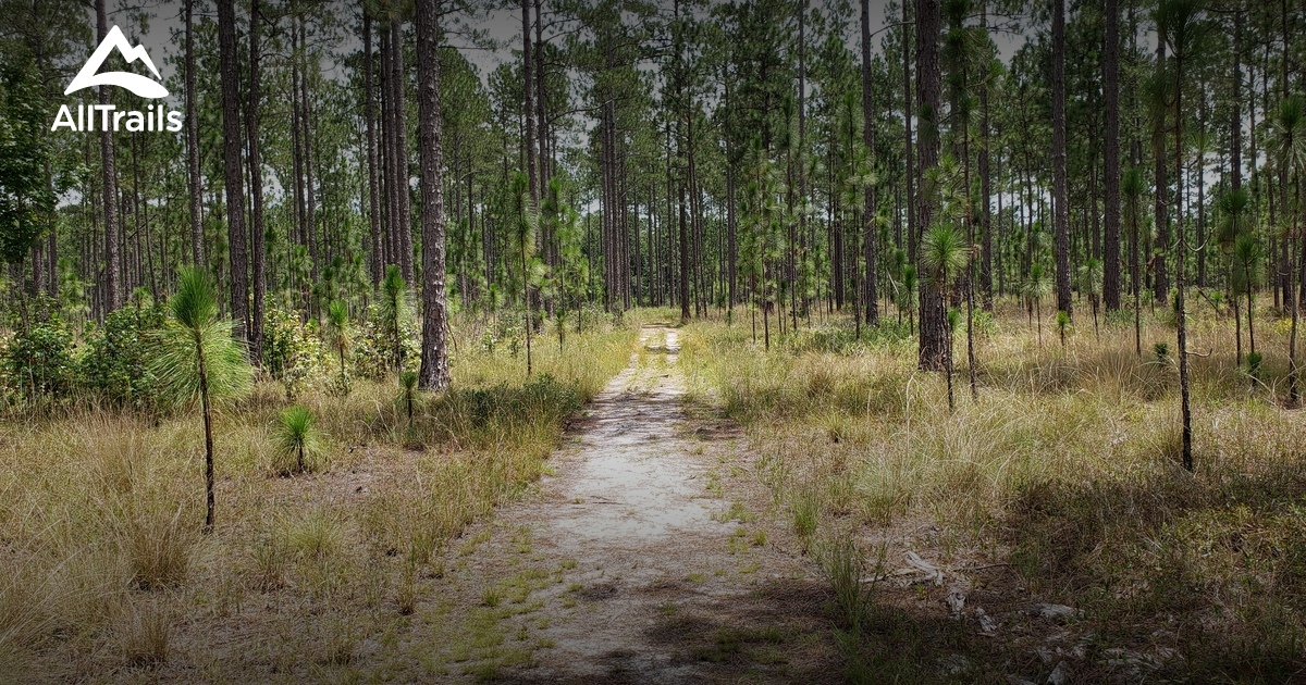 Best hikes and trails in Green Swamp Preserve | AllTrails