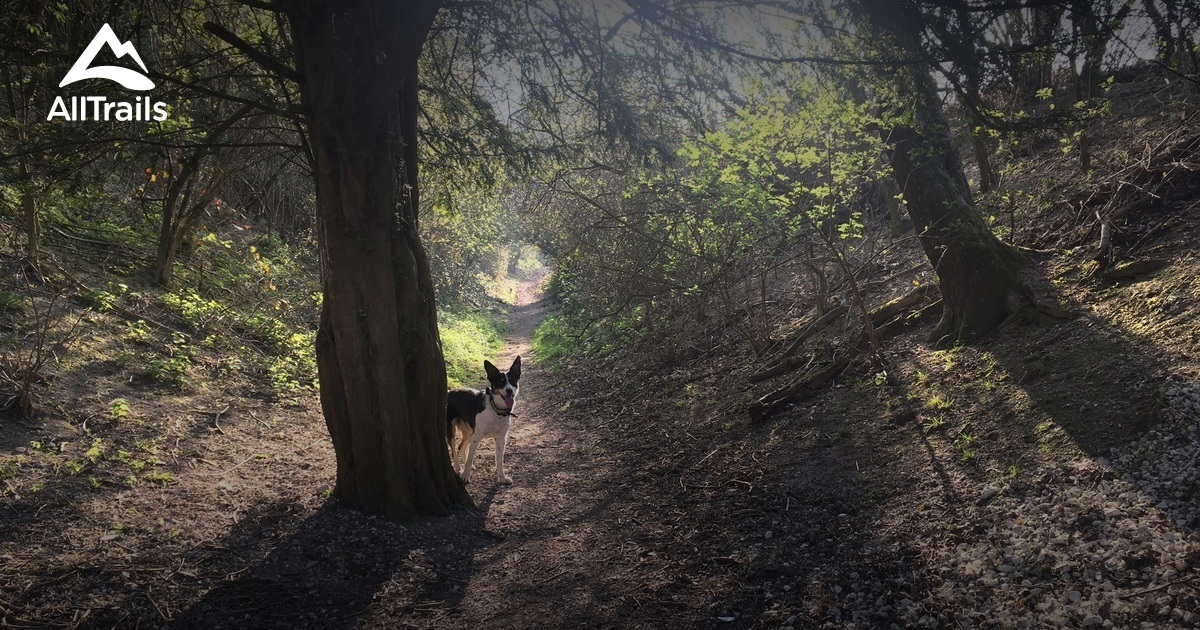 Best forest trails in Chinnor Hill Nature Reserve | AllTrails