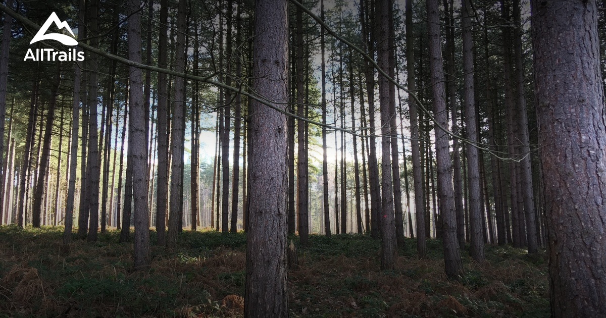 Best Trails in Clipstone Forest - Nottinghamshire, England | AllTrails
