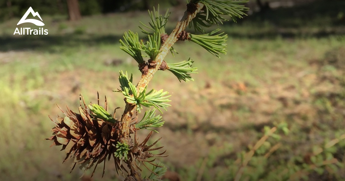 Best hikes and trails in Metolius Preserve | AllTrails