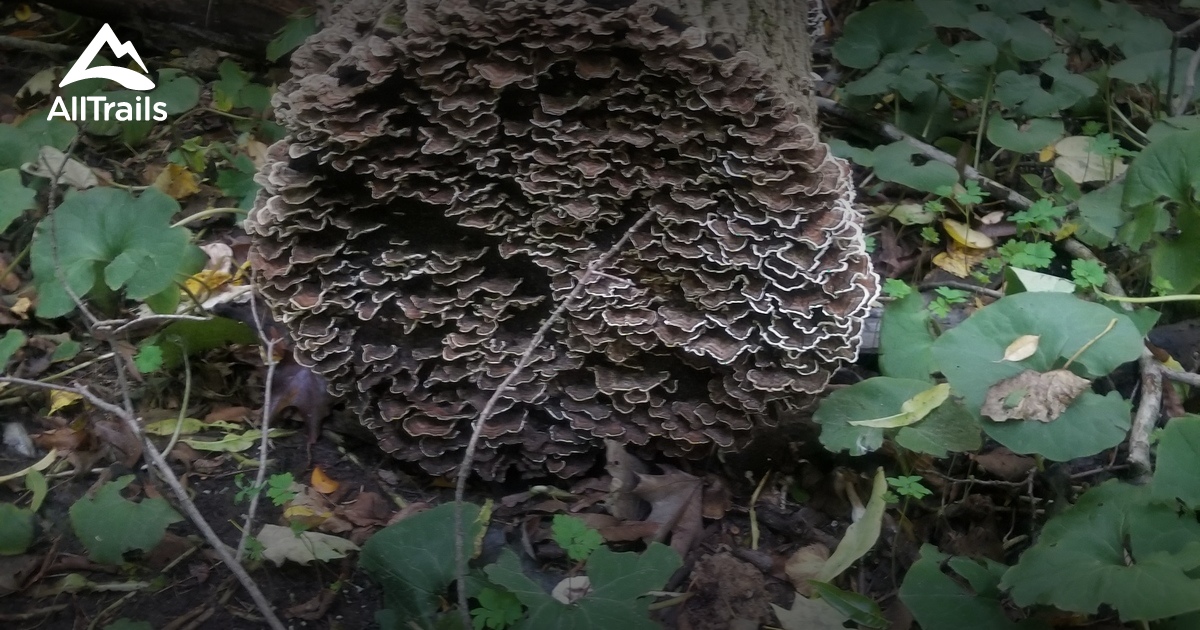 Best Trails in Bendix Woods County Park - Indiana | AllTrails