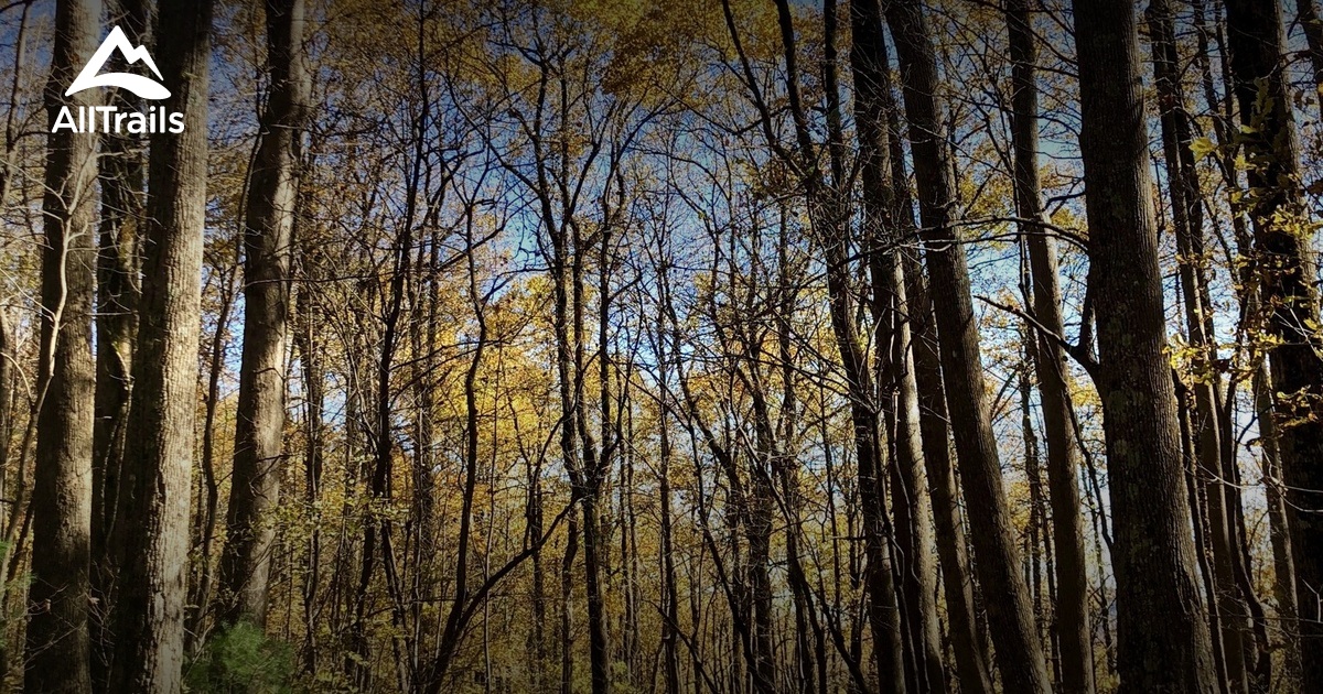 Best short trails in Chestatee Wildlife Management Area | AllTrails