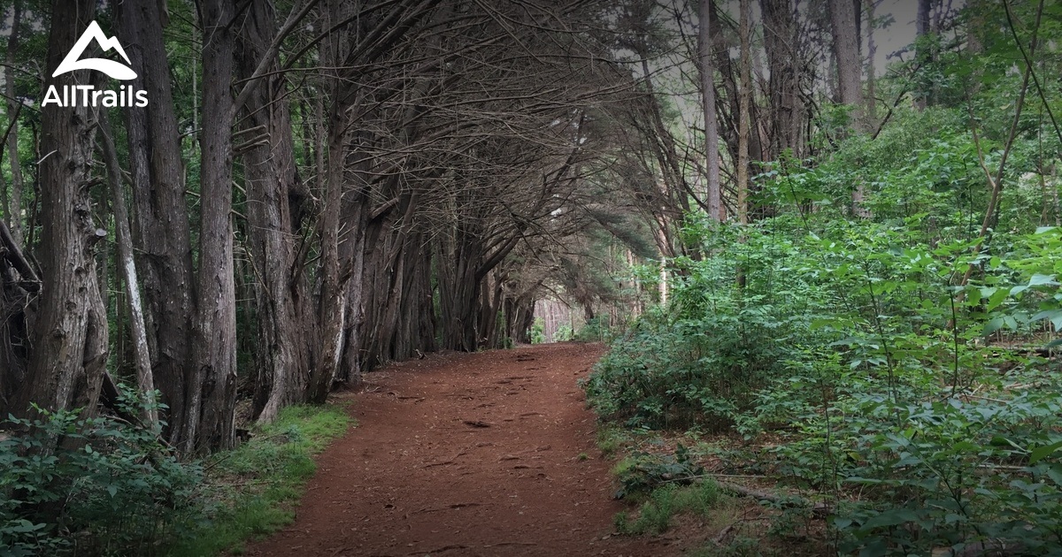 Best hikes and trails in Waihou Spring Forest Reserve | AllTrails