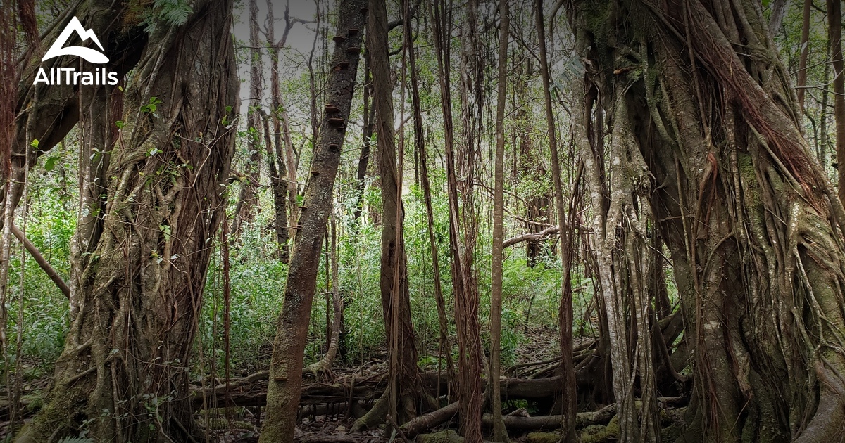 Best walking trails in Kalopa State Recreation Area | AllTrails