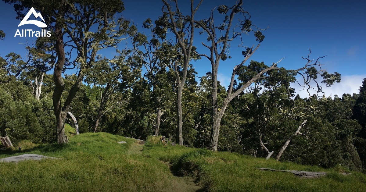 Best hikes and trails in Hilo Forest Reserve | AllTrails