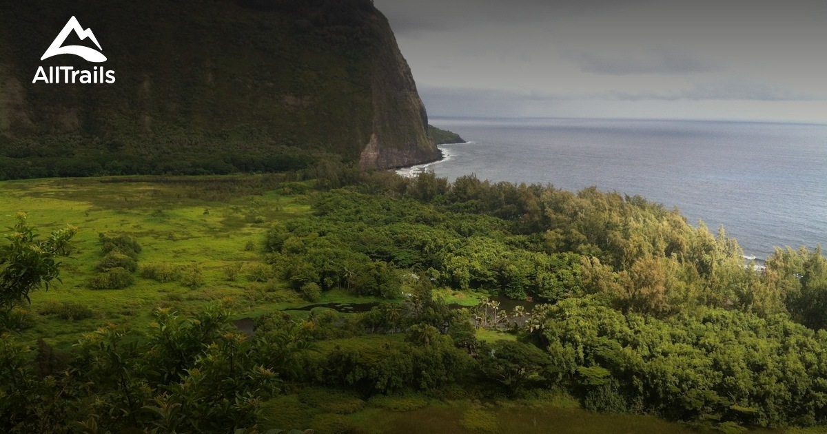 Best hikes and trails in Kohala Forest Reserve | AllTrails