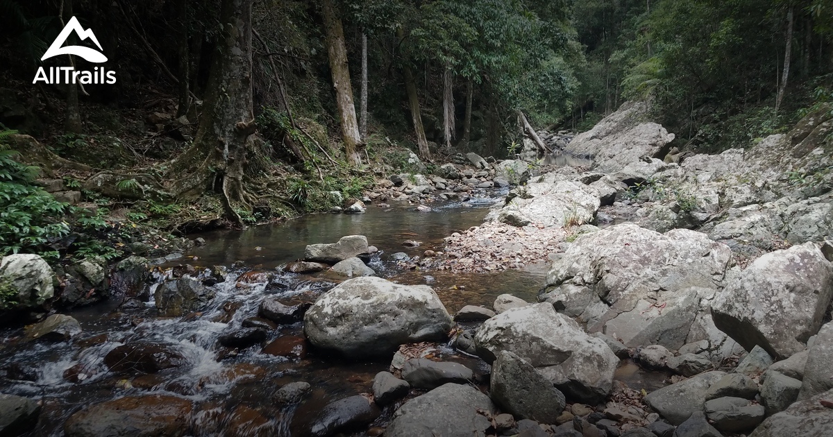 Best hikes and trails in Numinbah Nature Reserve | AllTrails