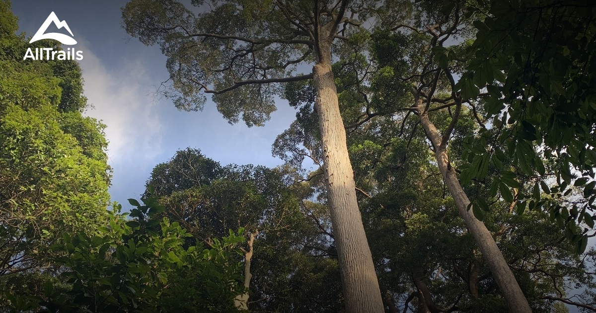 Best Trails in Bukit Timah Nature Reserve - Central, Singapore | AllTrails