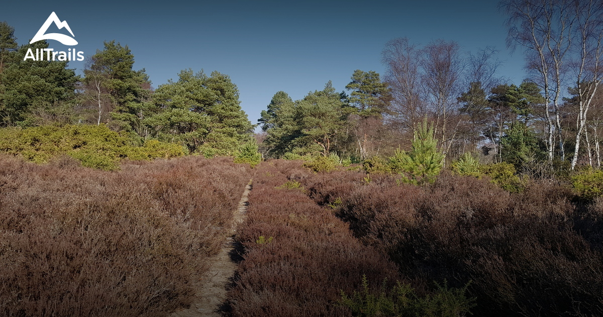Best Trails in Hankley Common - Surrey, England | AllTrails