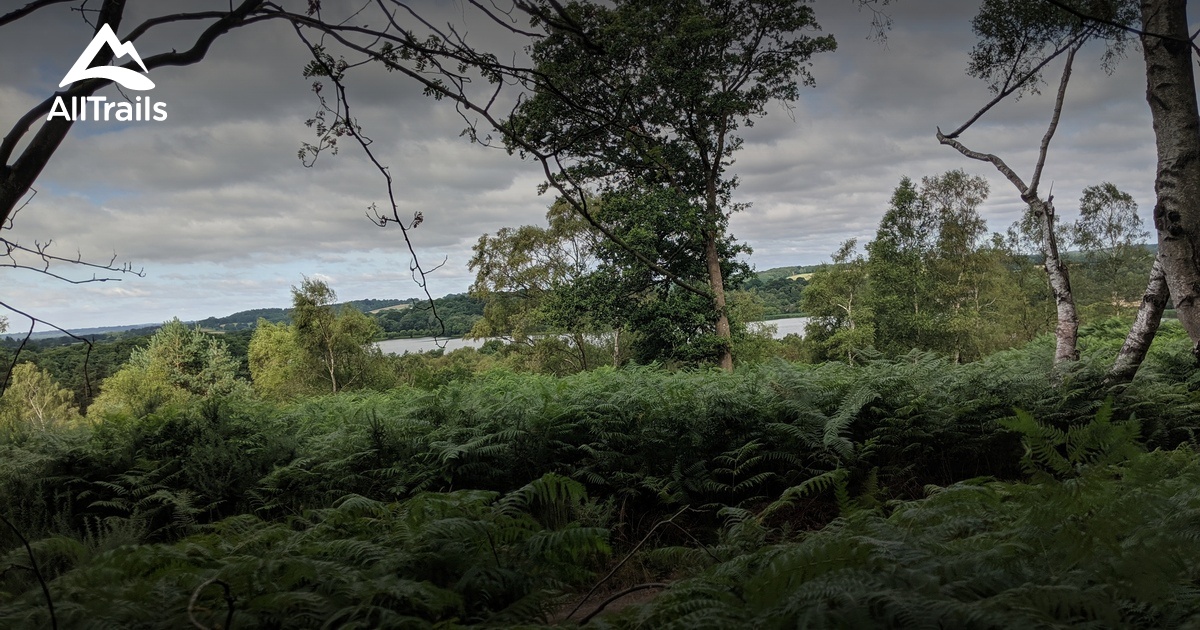 Best forest trails in Hankley Common | AllTrails