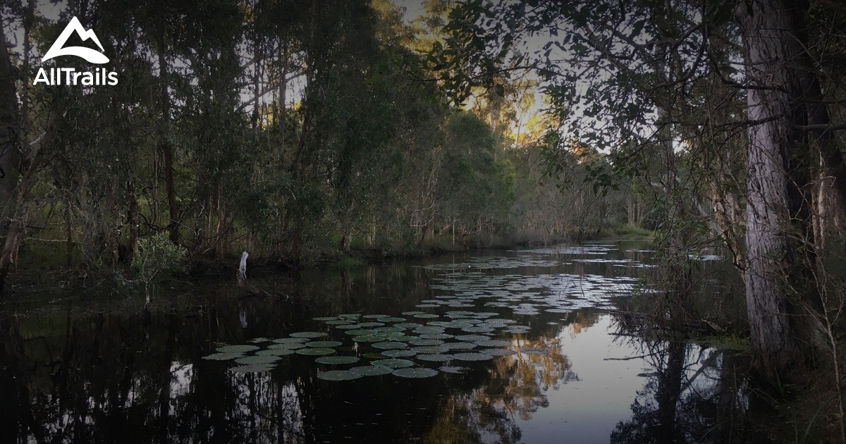 Best forest trails in Brisbane Koala Bushlands | AllTrails