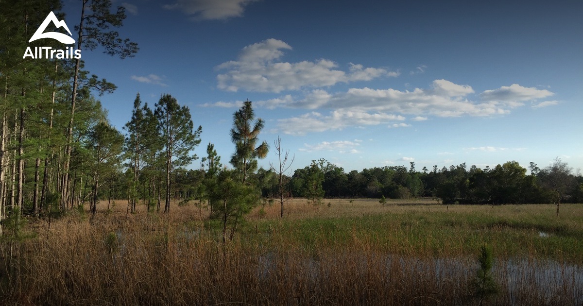 Longleaf Flatwoods Reserve : les meilleures randonnées faciles | AllTrails