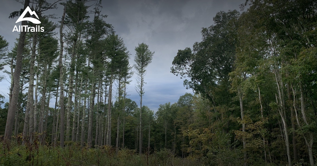 Best forest trails in Hoffman Evergreen Preserve | AllTrails