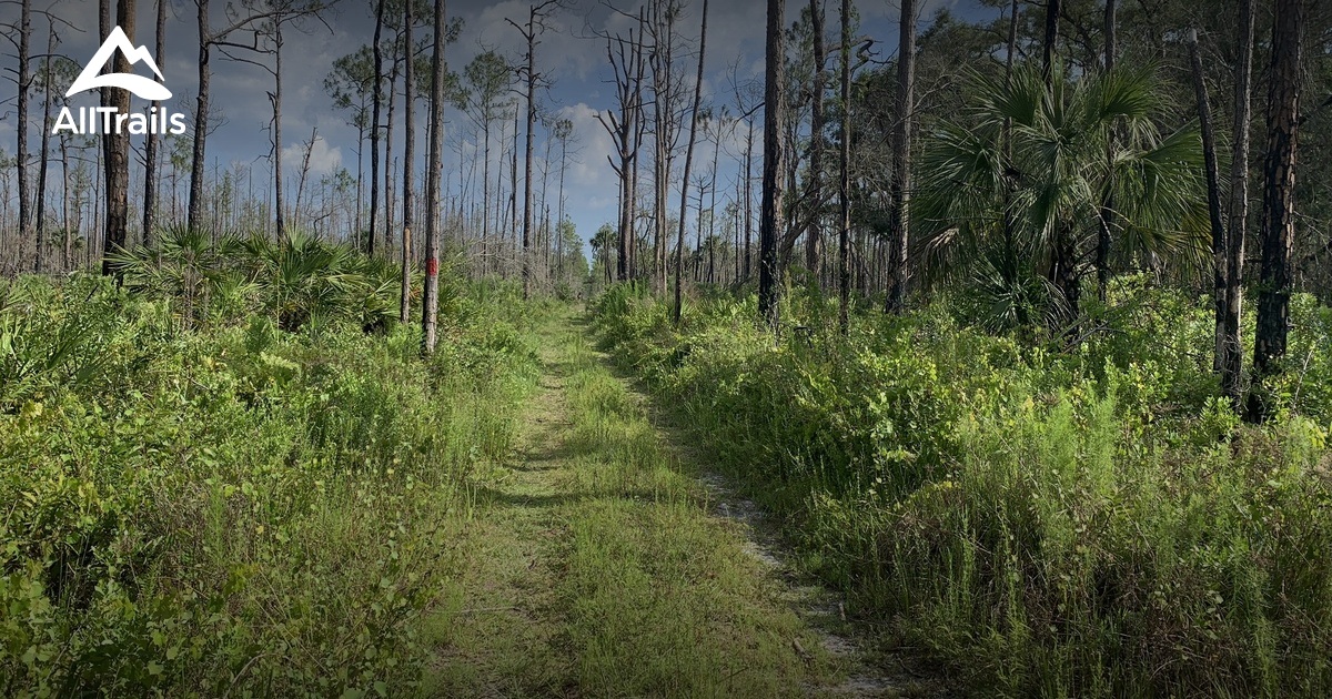 Best Trails in Picayune Strand State Forest - Florida | AllTrails