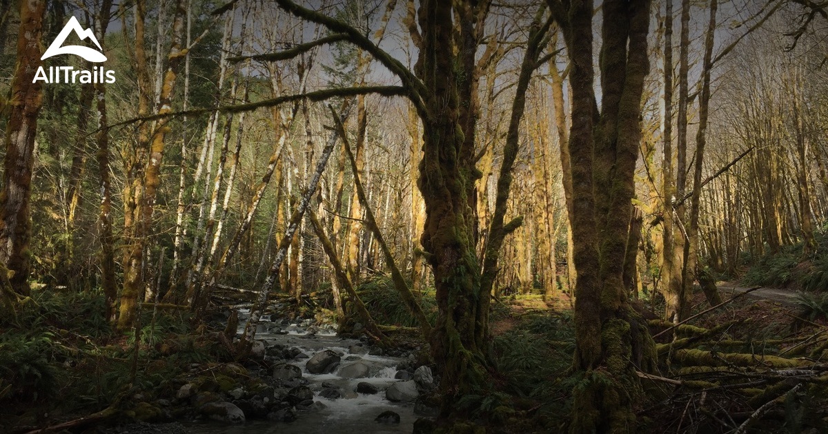 Best hikes and trails in Cowichan Lake Research Station | AllTrails