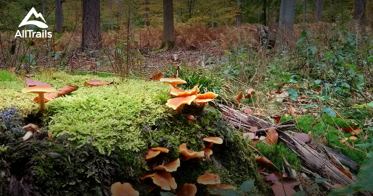Burnham Beeches : les meilleurs itinéraires avec un lac | AllTrails