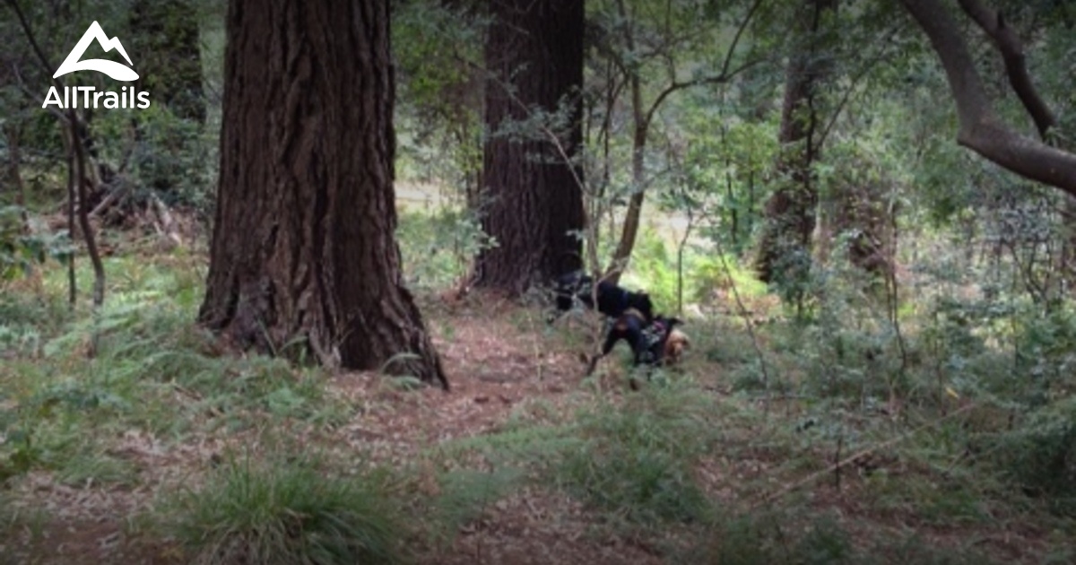 Best hikes and trails in Newlands Forest | AllTrails