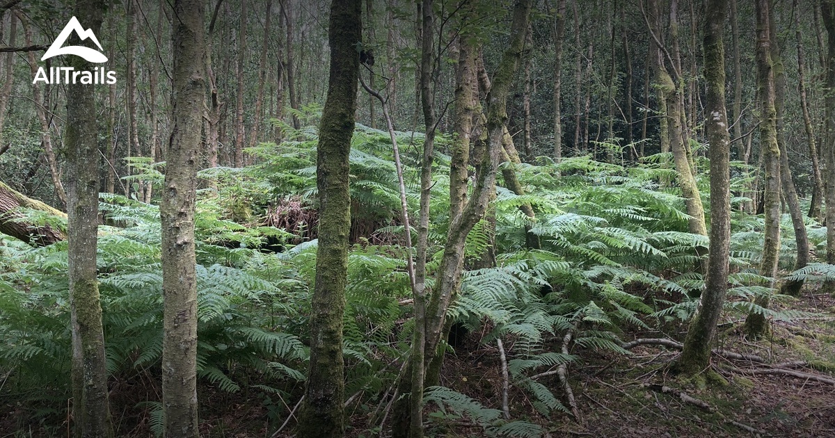 Best Trails in Ashdown Forest - East Sussex, England | AllTrails