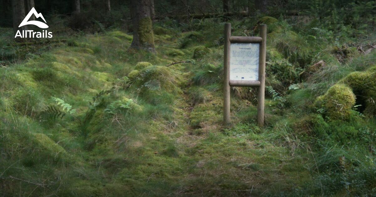 Best wildflower trails in Newcastleton Forest | AllTrails