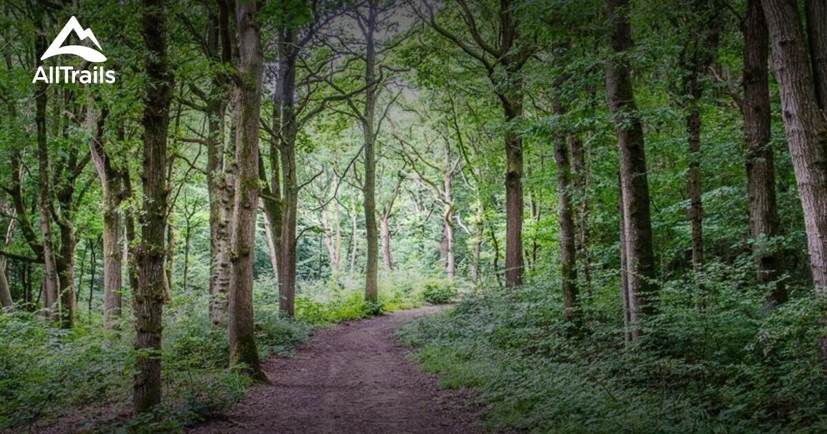 Best hikes and trails in Ham Street Woods National Nature Reserve ...