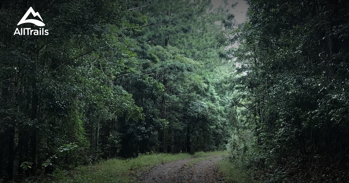 Best hikes and trails in Amamoor State Forest | AllTrails