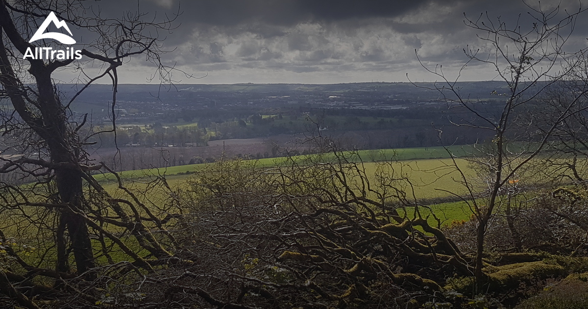 Best forest trails in Curragh Wood | AllTrails