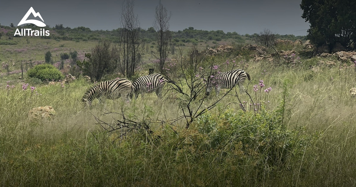Best hikes and trails in Groenkloof Nature Reserve | AllTrails