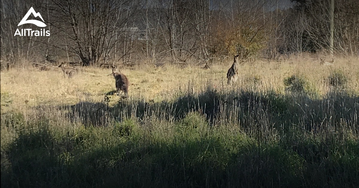 Best lake trails in Jerrabomberra Wetlands Nature Reserve | AllTrails