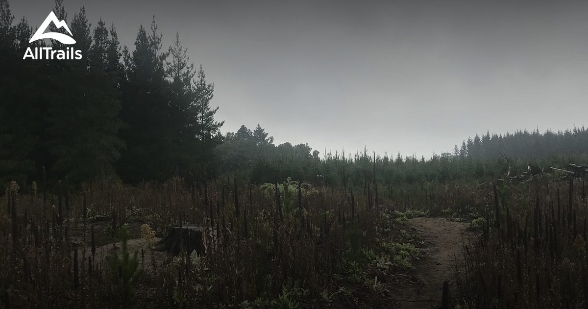 Best Trails in Bottle Lake Forest Park - Canterbury, New Zealand ...