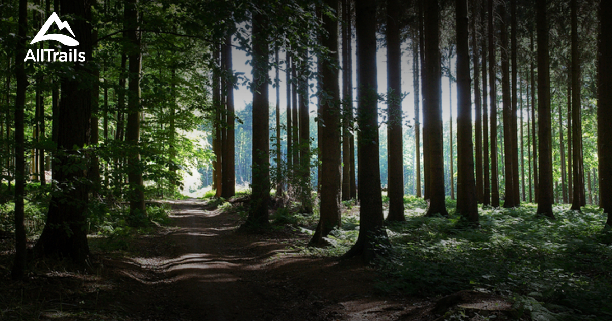 Hallerbos: de 10 beste routes om te wandelen | AllTrails
