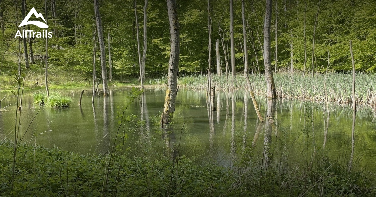 10 Best dogs on leash trails in Bidstrup Skovene | AllTrails