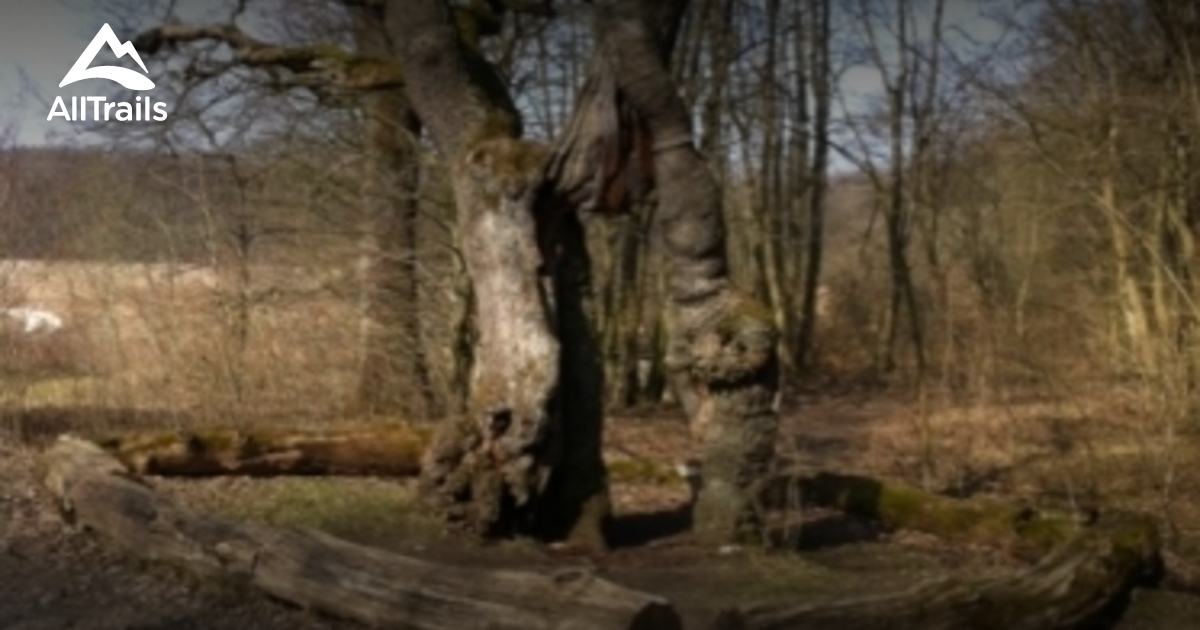 Die Besten Routen für Vogelbeobachtung in Nationalpark Hainich | AllTrails