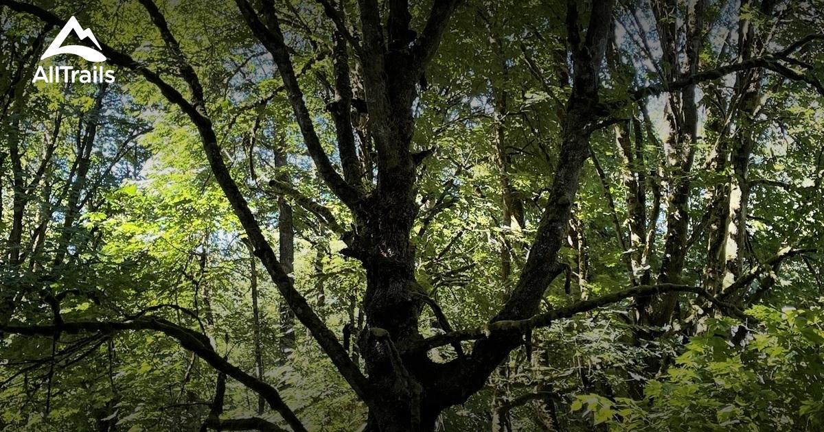 Best hikes and trails in Al Borlin Park | AllTrails