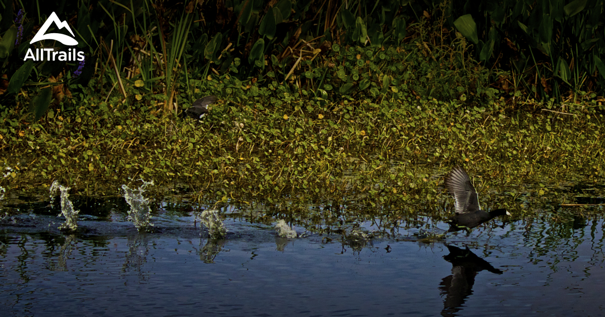 Best Trails in Emeralda Marsh Conservation Area - Florida | AllTrails