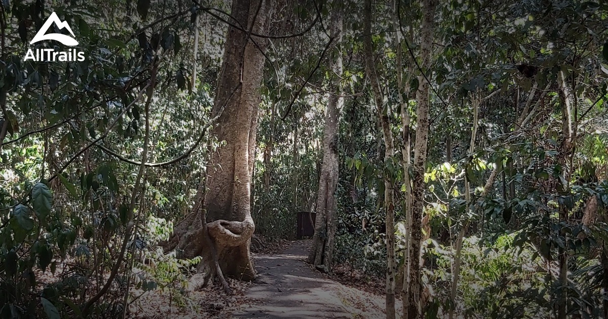 10 Best hikes and trails in Imbil State Forest 1 | AllTrails