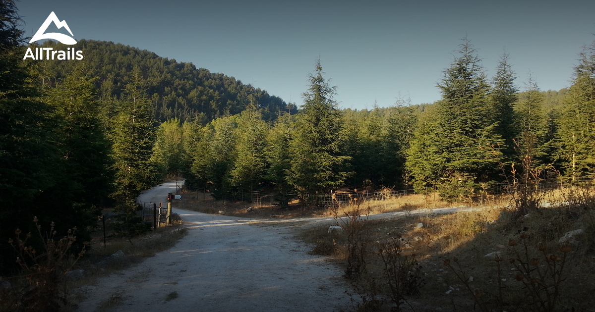 10 Best hikes and trails in Birya Forest | AllTrails