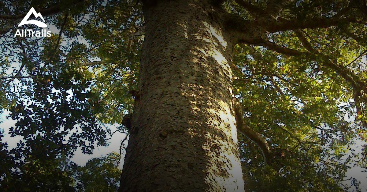 Best hikes and trails in Pukenui Conservation Area | AllTrails