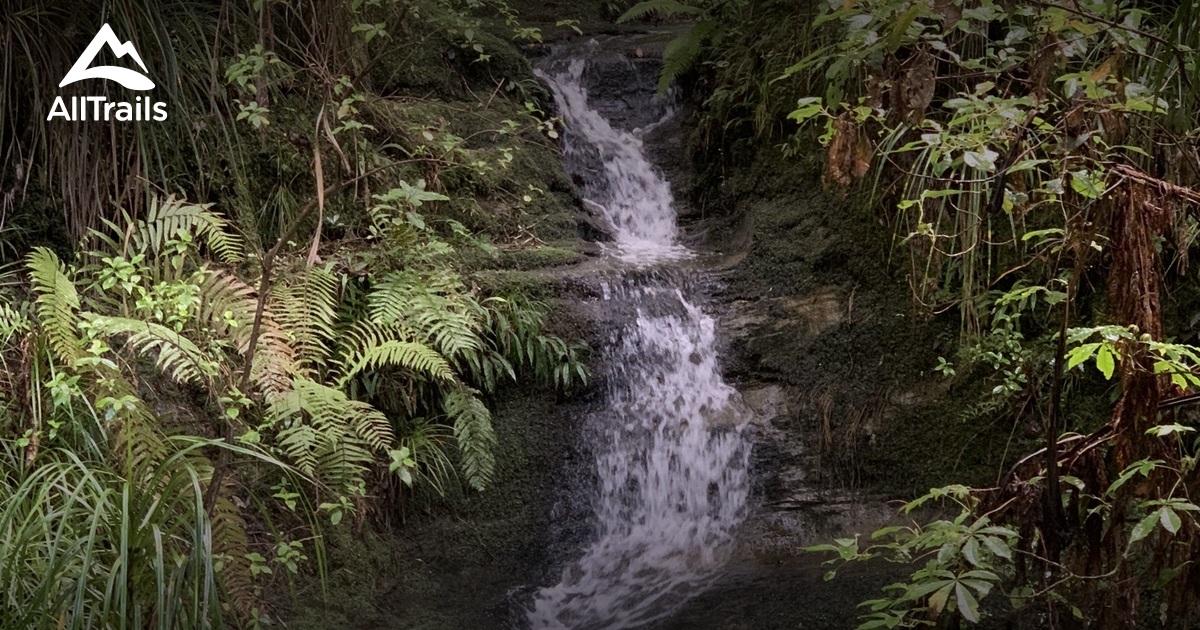 Kauri Glen Park: de beste routes om te wandelen | AllTrails