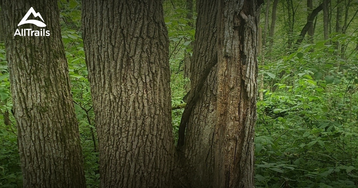 Best hikes and trails in Sugar River Alder Forest Preserve | AllTrails